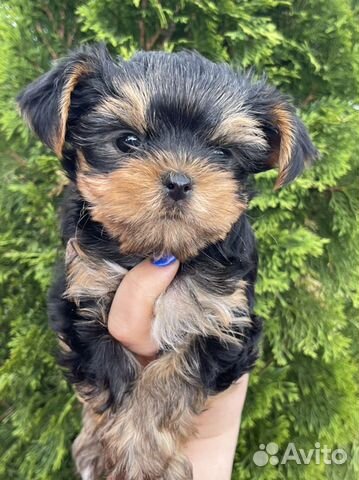 Девочка Йорка