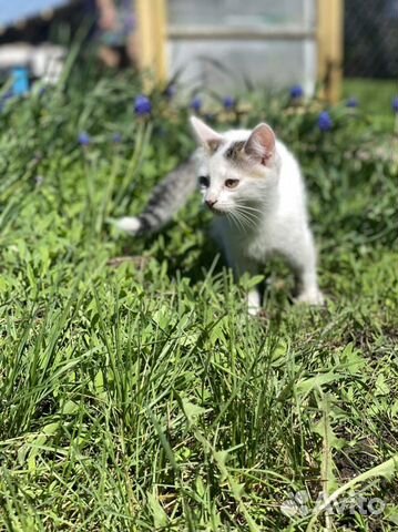 Беленький котеночек