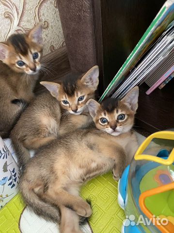 Абиссинские котята