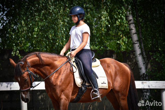 Спокойный мерин в конкур