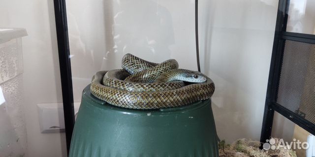 Кунаширский полоз самец