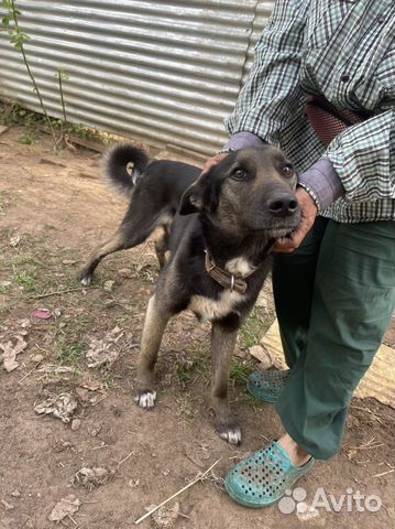 Собака Робби ищет дом