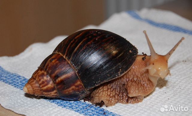 Улитки Ахатины бесплатно