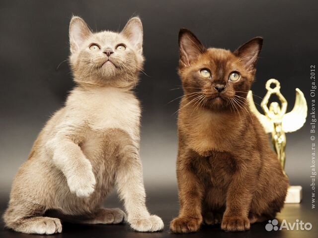 Бурманские малыши всех окрасов