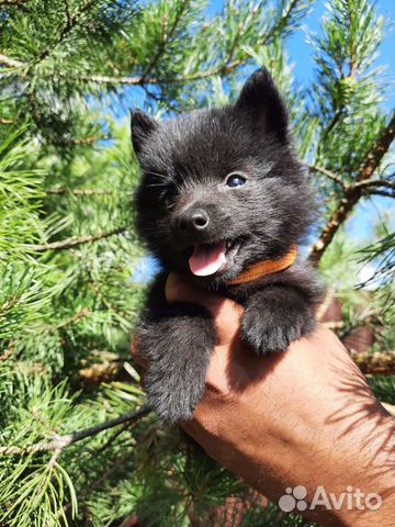 Щенки шипперке (схипперке) девочка 2 мес