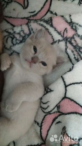 Бурманская кошка