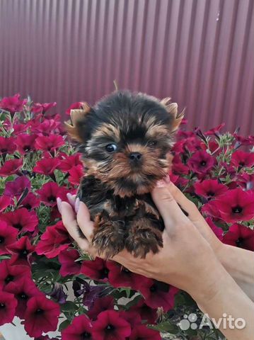 Супер мини мальчик