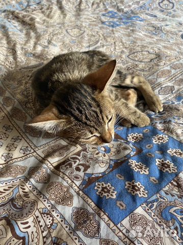 Кошка