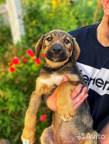 Щенки в добрые руки