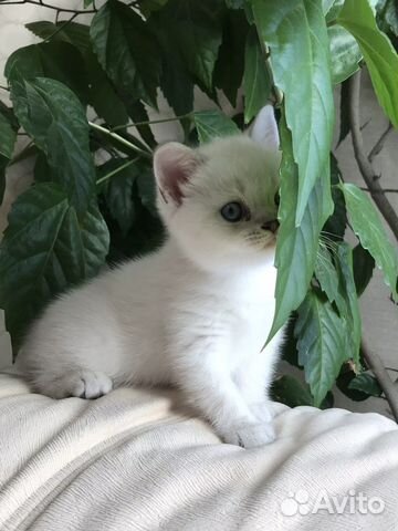 Маленький комочек счастьяКотенок