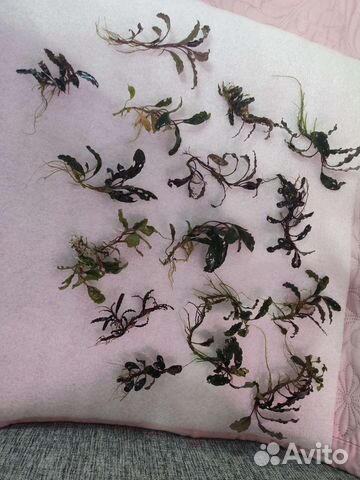 Набор буцефаландр