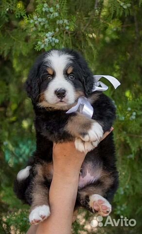 Бернский зенненхунд щенки
