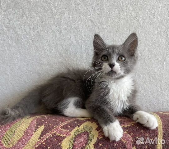 Котенок мальчик дымчато серый 2 мес