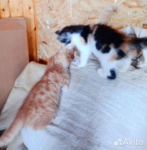 Котята разные