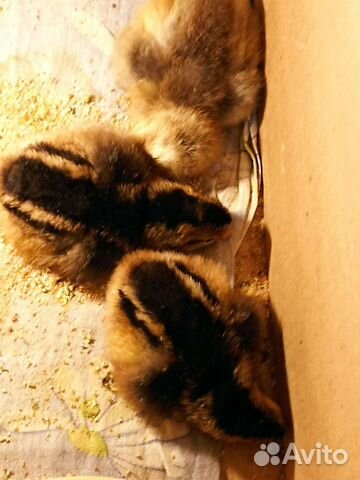 Цыплята Легбар -кремовый