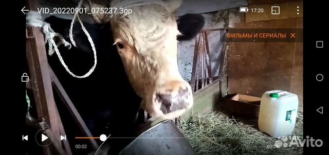 Бычок на мьяцо