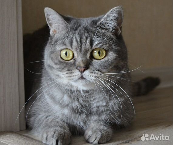 Кошечка Натусик 1,5 года