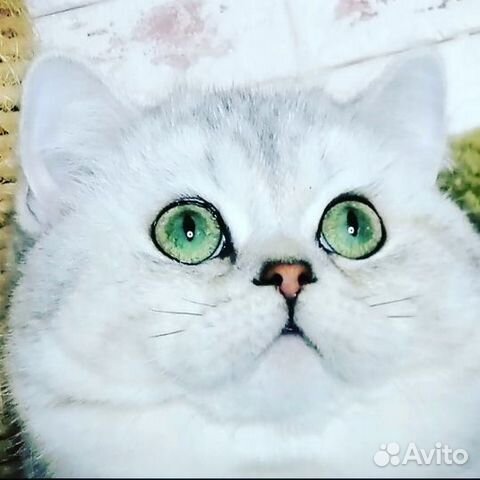 Кот на вязку, чемпион