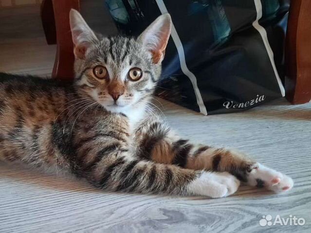 Котёнок мальчик