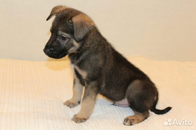 Малыш 2 месяца в дар