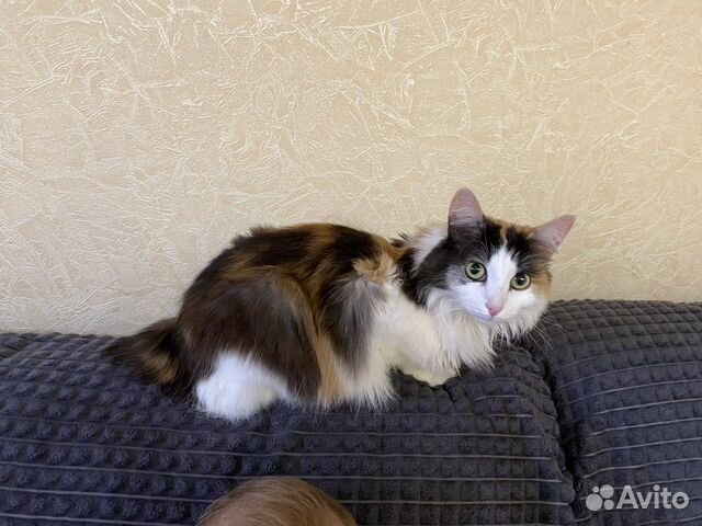 Отдам в добрые руки кошечку породы бобтейл