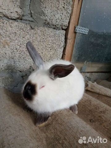 Калифорнийские кролики