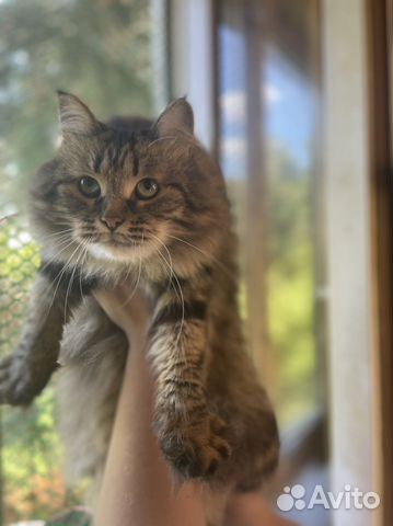 Пушистая кошечка Кира ищет дом