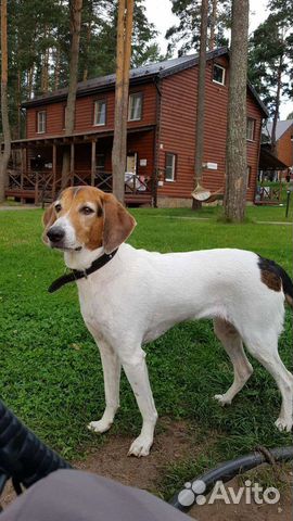 Эстонская гончая вязка