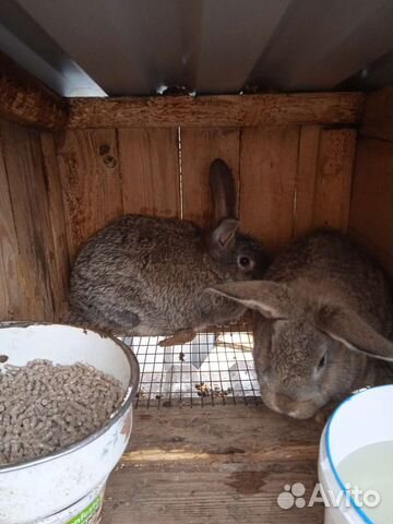 Кролики мясные
