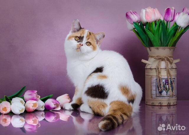 Британская девочка шоколадная черепашка арлекин