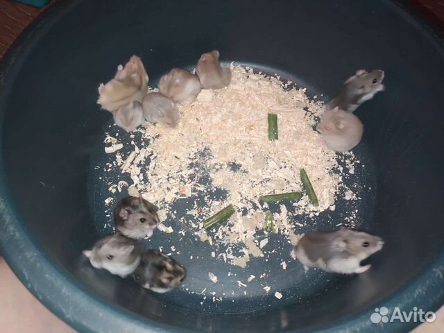 Джунгарские хомячки