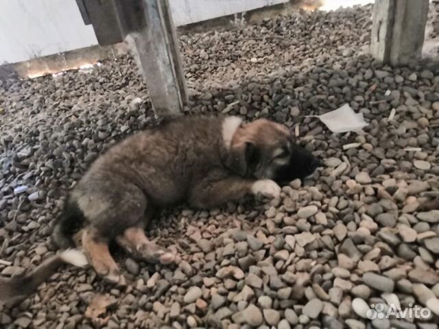 Собаки бесплатно в добрые руки щенки