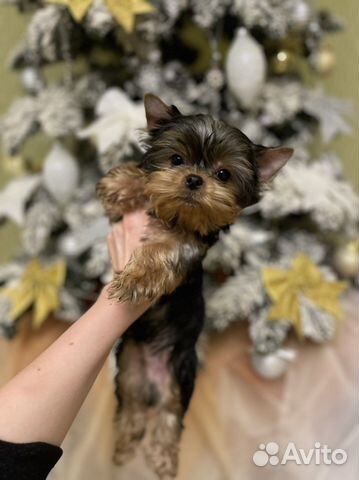 Кукольный курносик мини