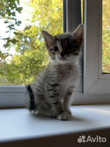 Котенок в добрые руки