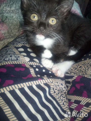 Красивая кошечка ищет новый дом родилась 24 марта