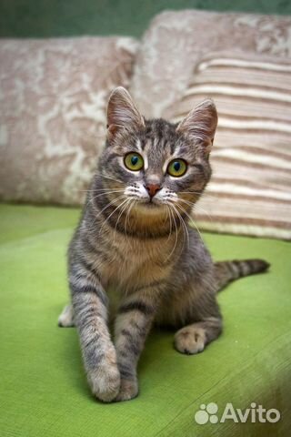 Котята в добрые руки бесплатно