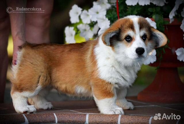 Вельш-корги пемброк мальчики и девочки