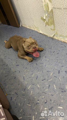 Американский булли