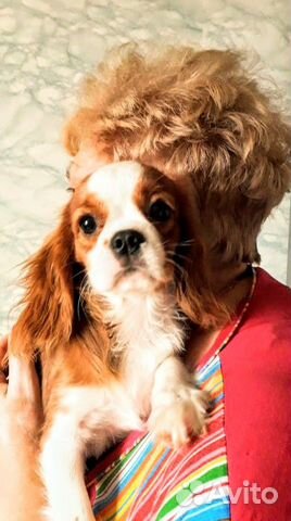 Девочки. Кавалер Кинг Чарльз спаниели,РКФ