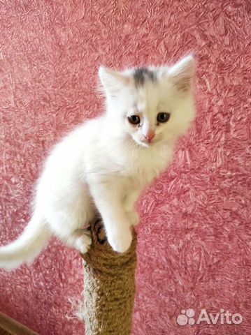 Котята белоснежки