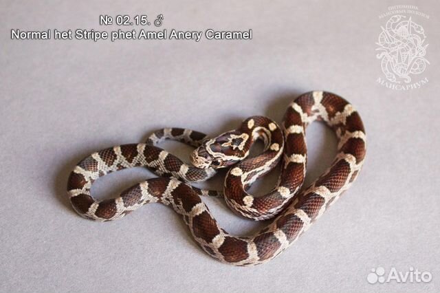 Змея Маисовый полоз самец