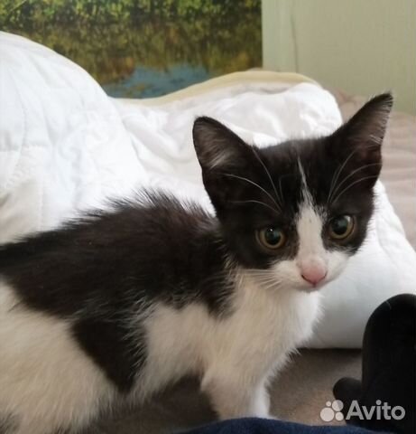 Котята отдам даром