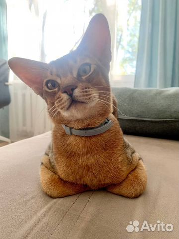 Кот вязка