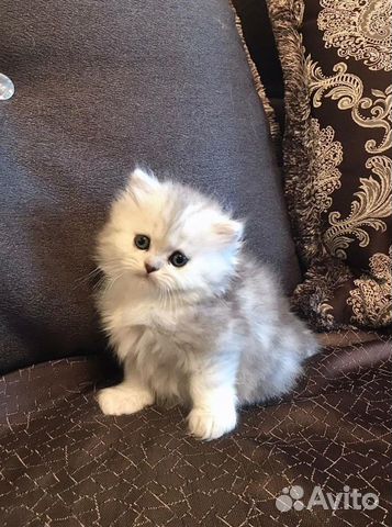 Очаровательный котенок серебристой шиншиллы