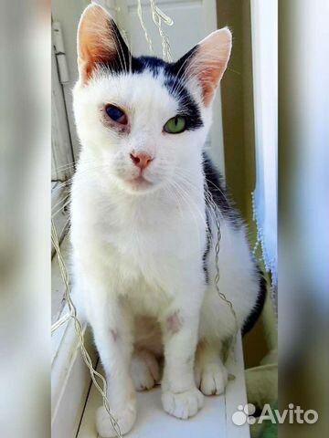Котик, который очень долго ждёт