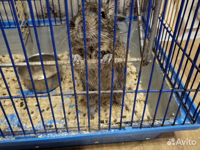 Белка дегу отдам