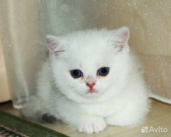 Британский котик шиншилла колор поинт