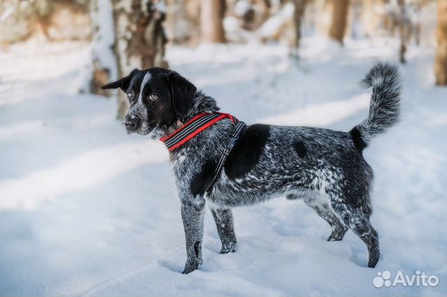 Неугомонный Лео в поисках дома