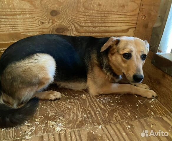 Собаке очень плохо в приюте, она умирает