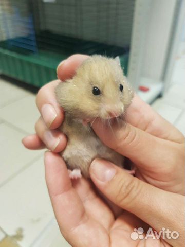 Сирийский хомяк